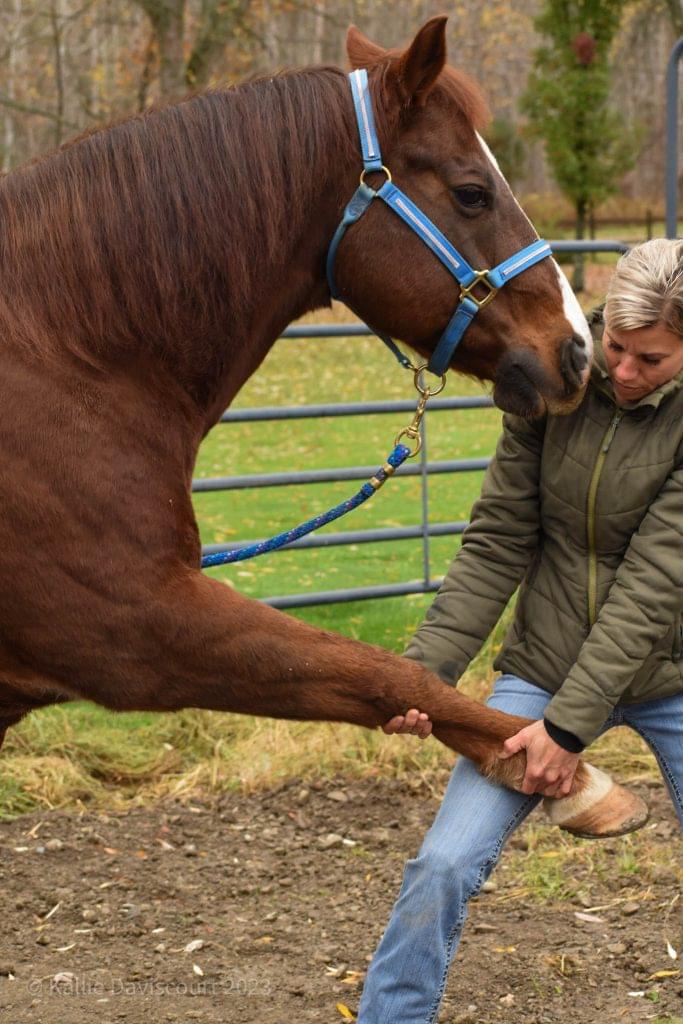 Ashley Herrmann - Veterinary Academy of Higher Learning